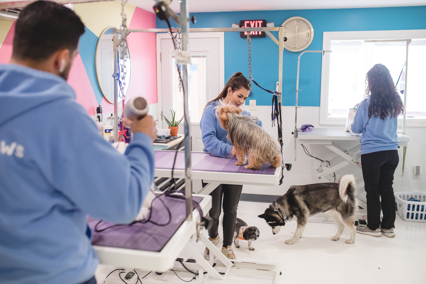 Booking - Grooming Four Paws