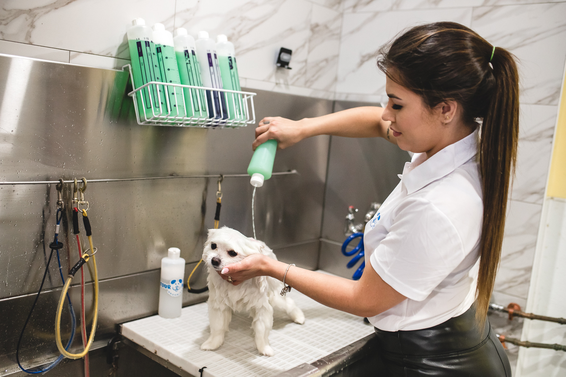 Work with us - Grooming Four Paws